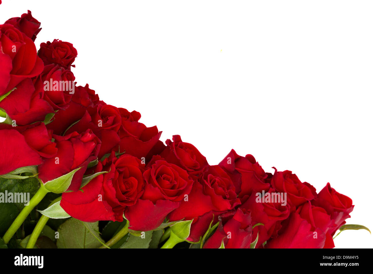 fresh red roses border Stock Photo - Alamy