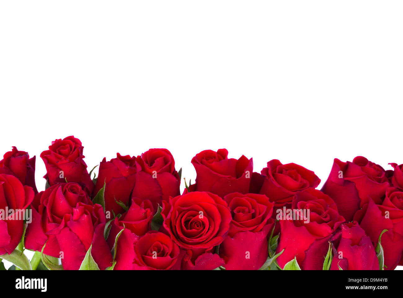 border of fresh red garden roses Stock Photo - Alamy