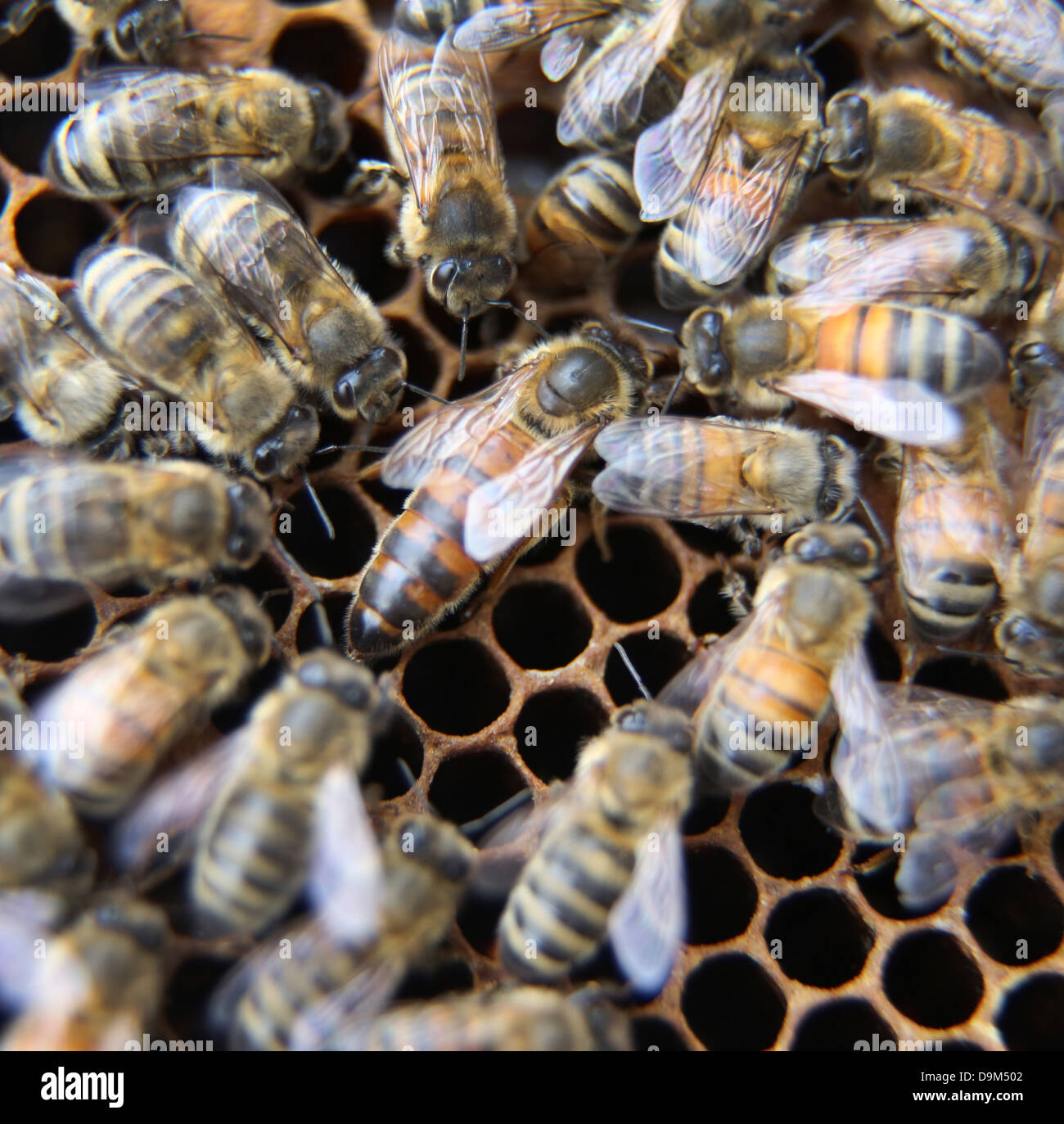 Queen Bee Surrounded by Workers on Frame From Hive Stock Photo - Alamy