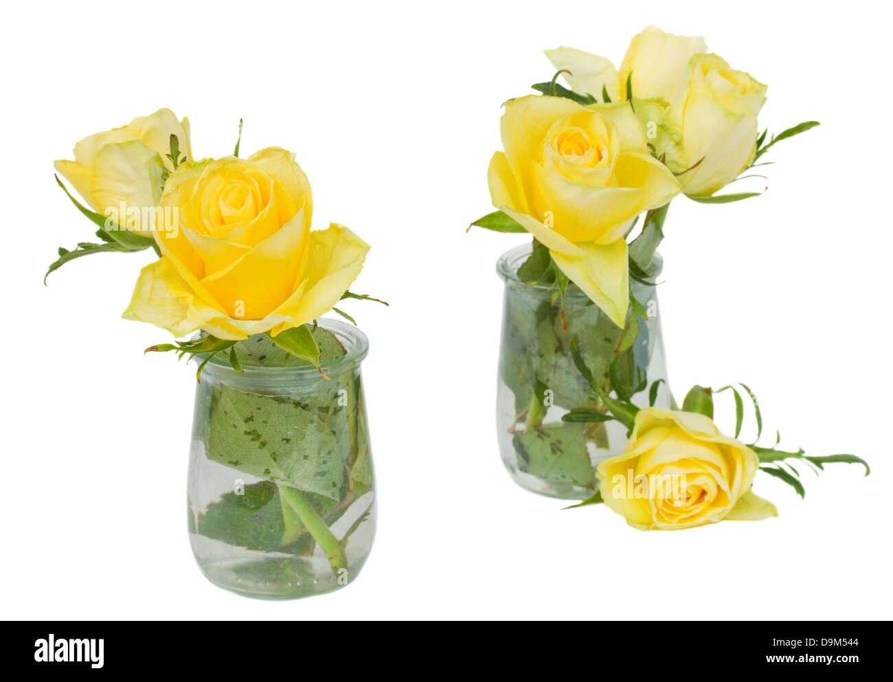Two color roses Cut Out Stock Images & Pictures - Alamy