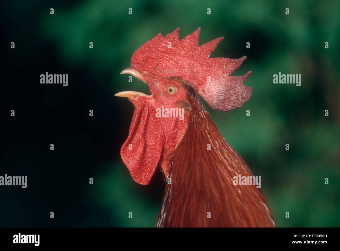 Rooster. Crowing. Head detail Stock Photo - Alamy