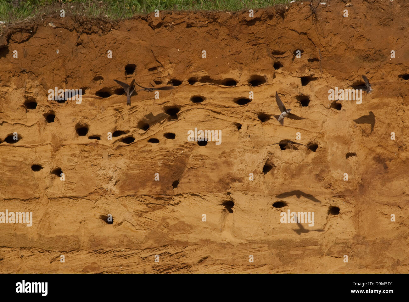 Sand martin martins nest nesting holes nests hi-res stock photography ...