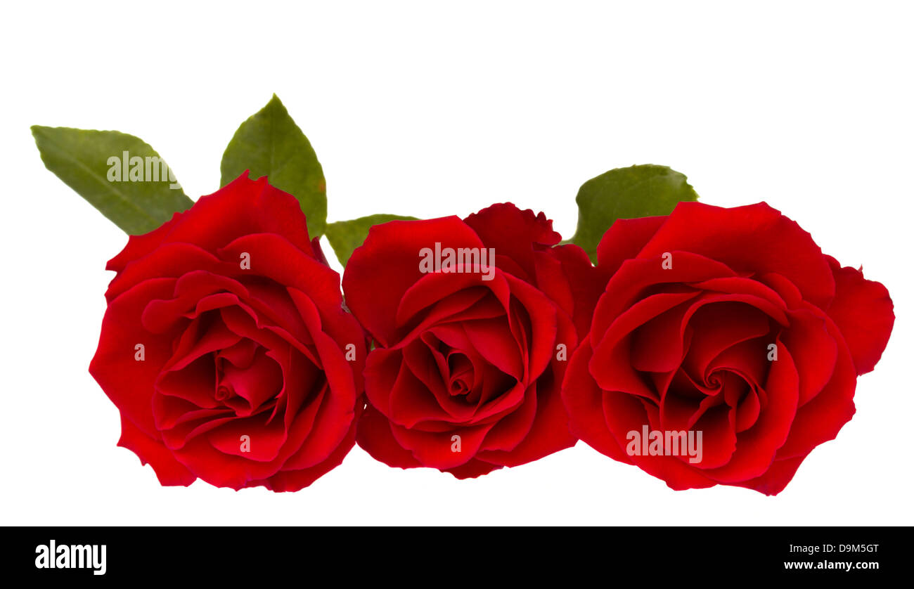 three red roses Stock Photo - Alamy