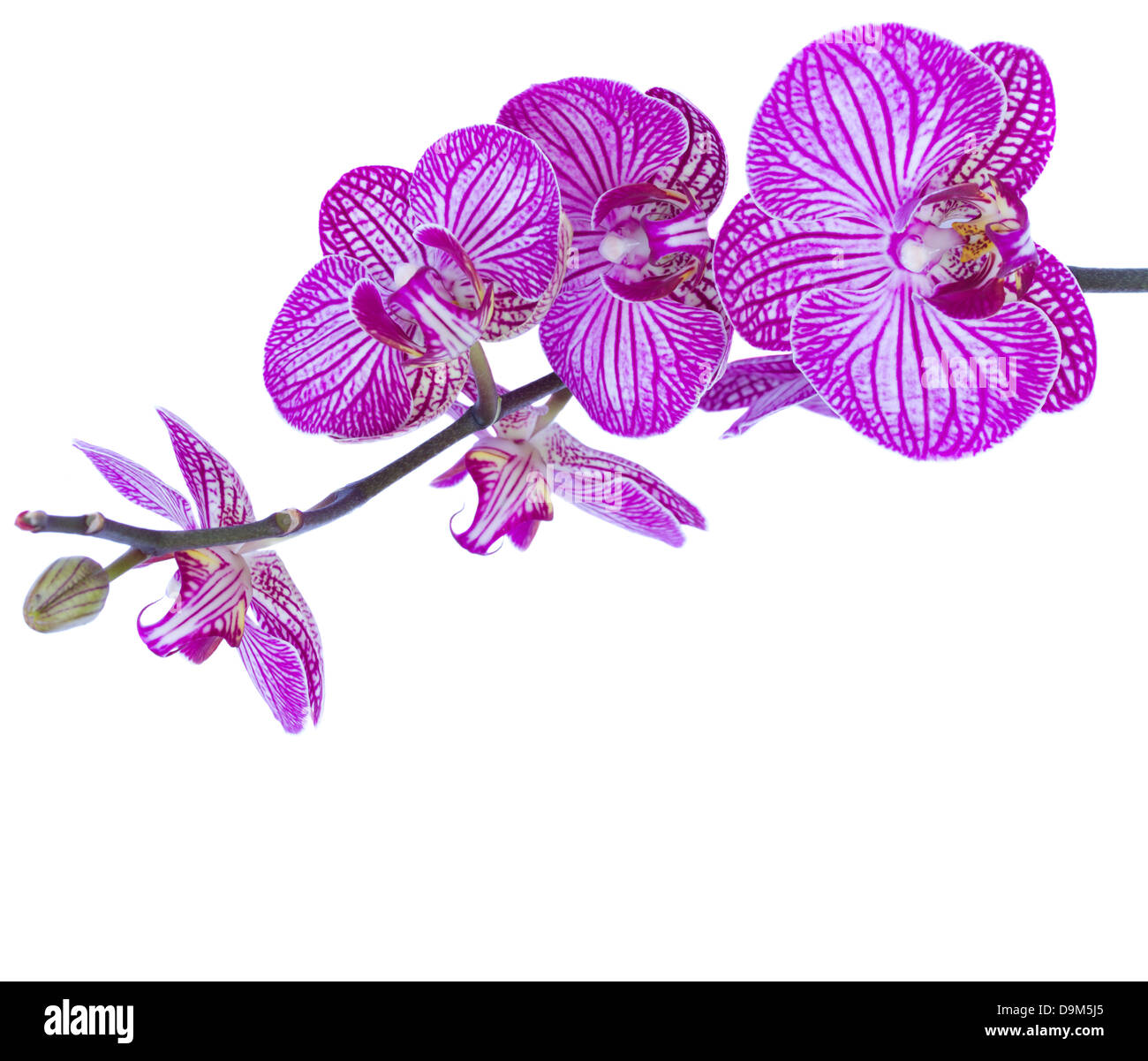 orchid flowers branch Stock Photo - Alamy
