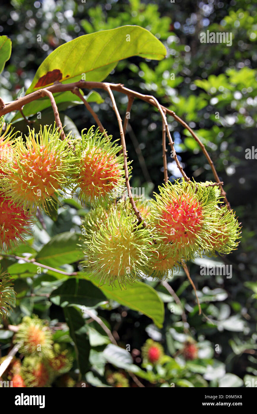 Rambutan is fruit a sweet taste,Rambutan is Domestic in Thailand Stock ...