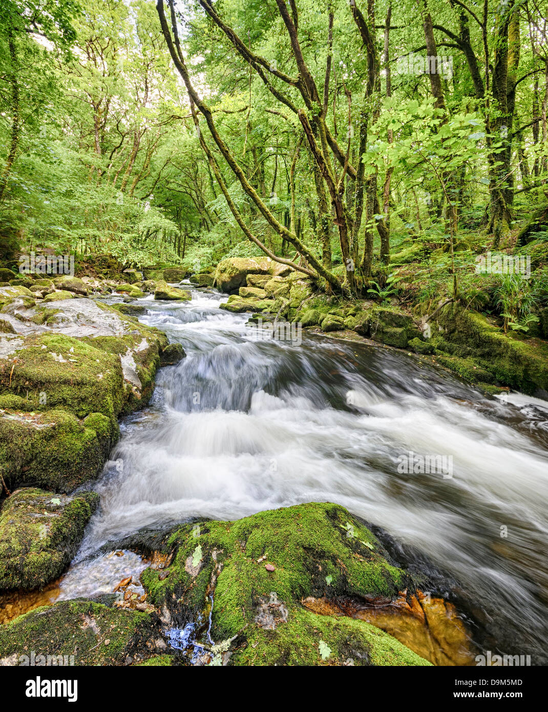 The River Fowey flowing cascading through Golitha Falls on the southern ...