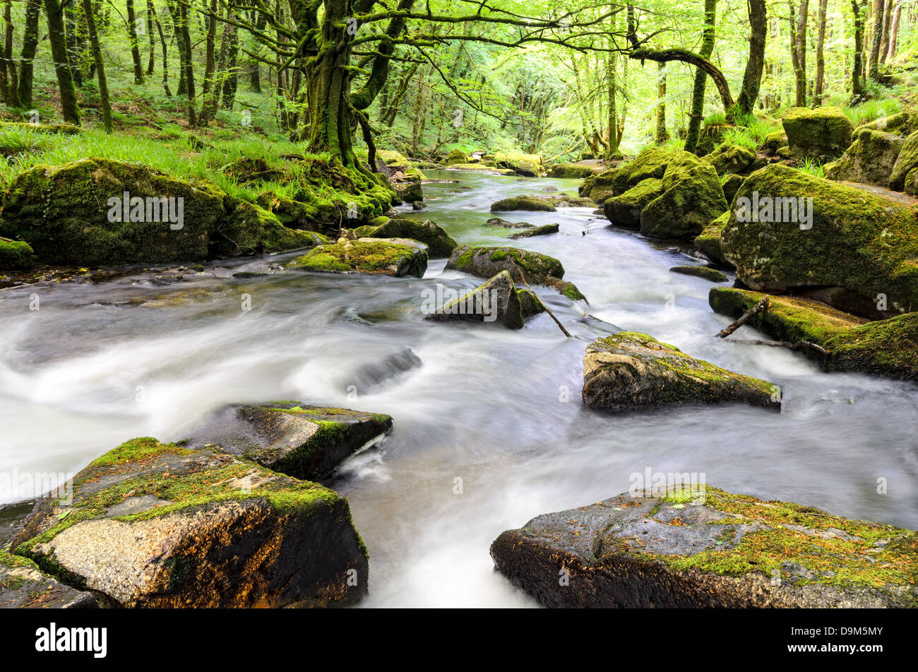 The river Fowey flowing through ancient woodland at Golitha Falls on ...