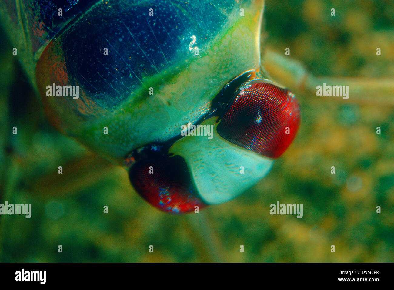 Backswimmer, Notonecta viridis. Close up of head and eyes Stock Photo ...
