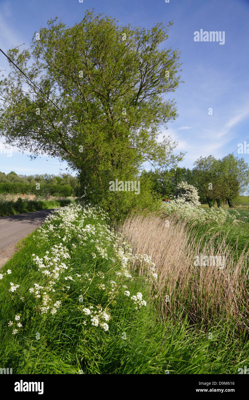Roadside verge near Appledore Kent, with wild flowers and reeds, UK, GB ...