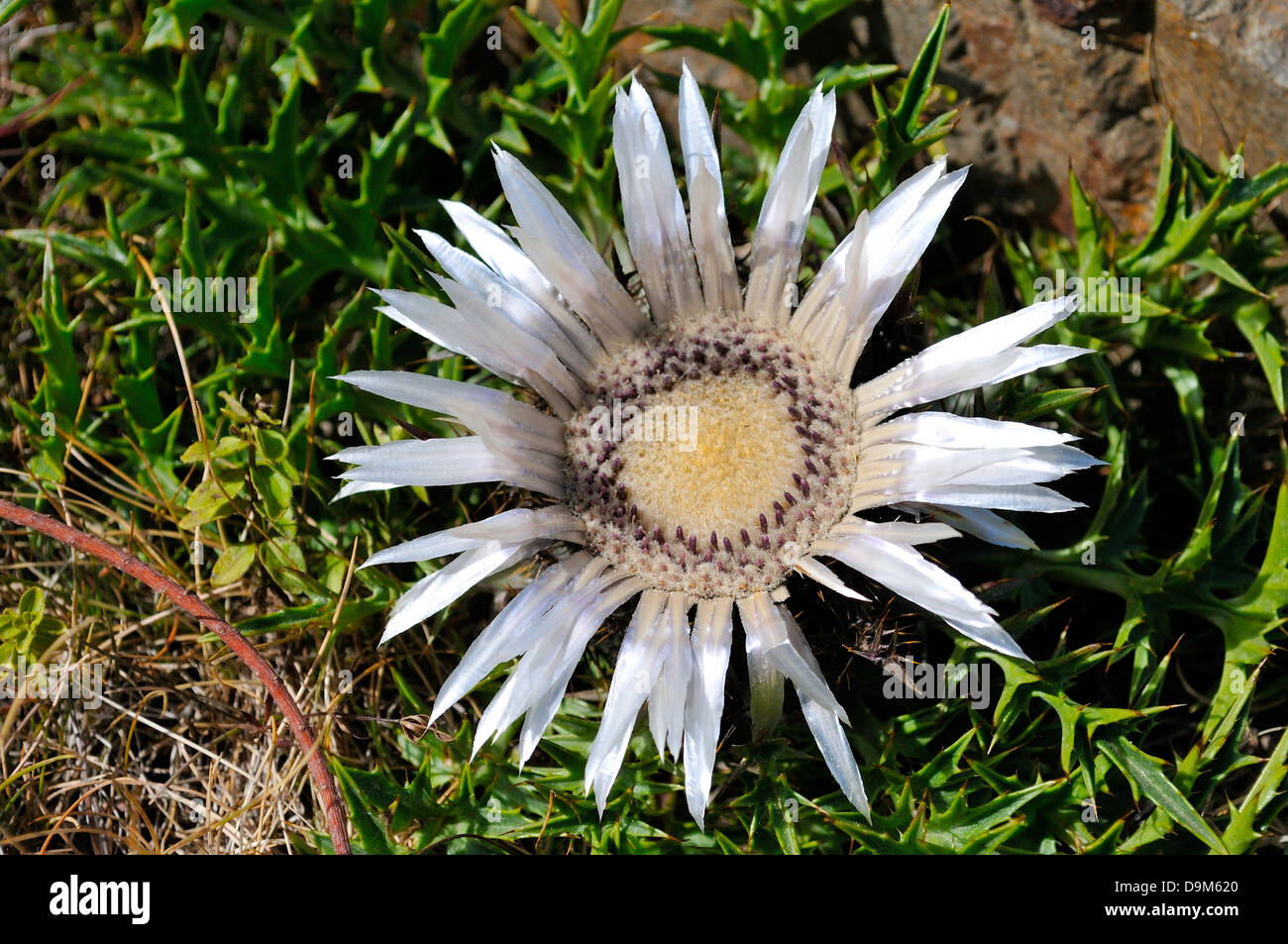 large flower with many petals Stock Photo - Alamy