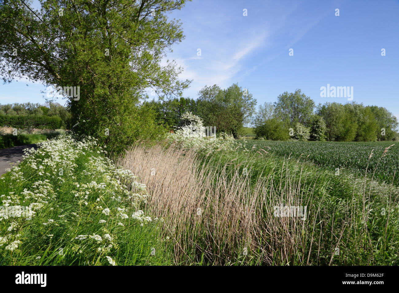 Roadside verge with wildflowers keck, queen anne's lace, reeds and ...