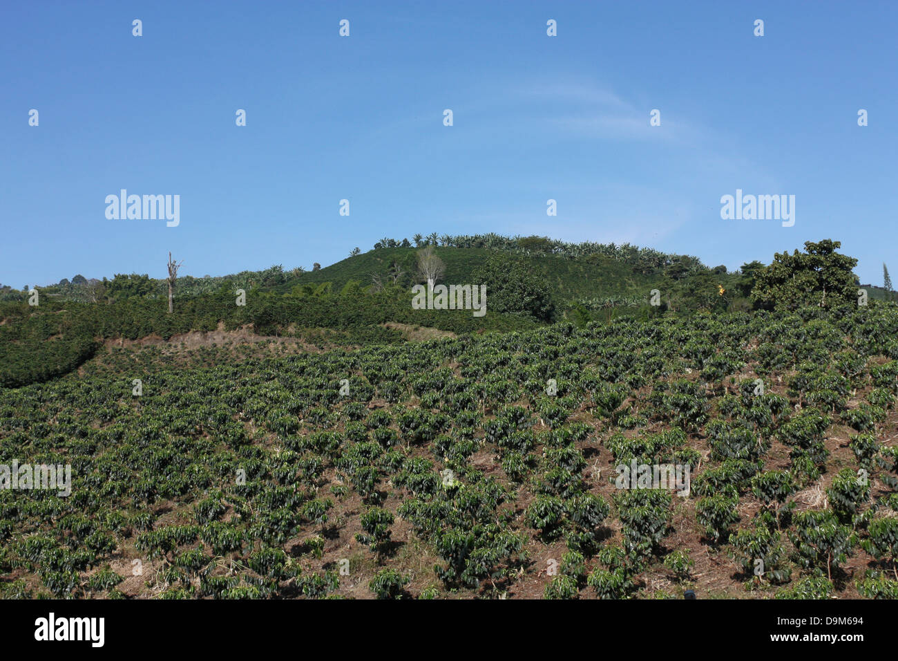 The Coffee Belt, also called Coffee Triangle is a topographic region of ...