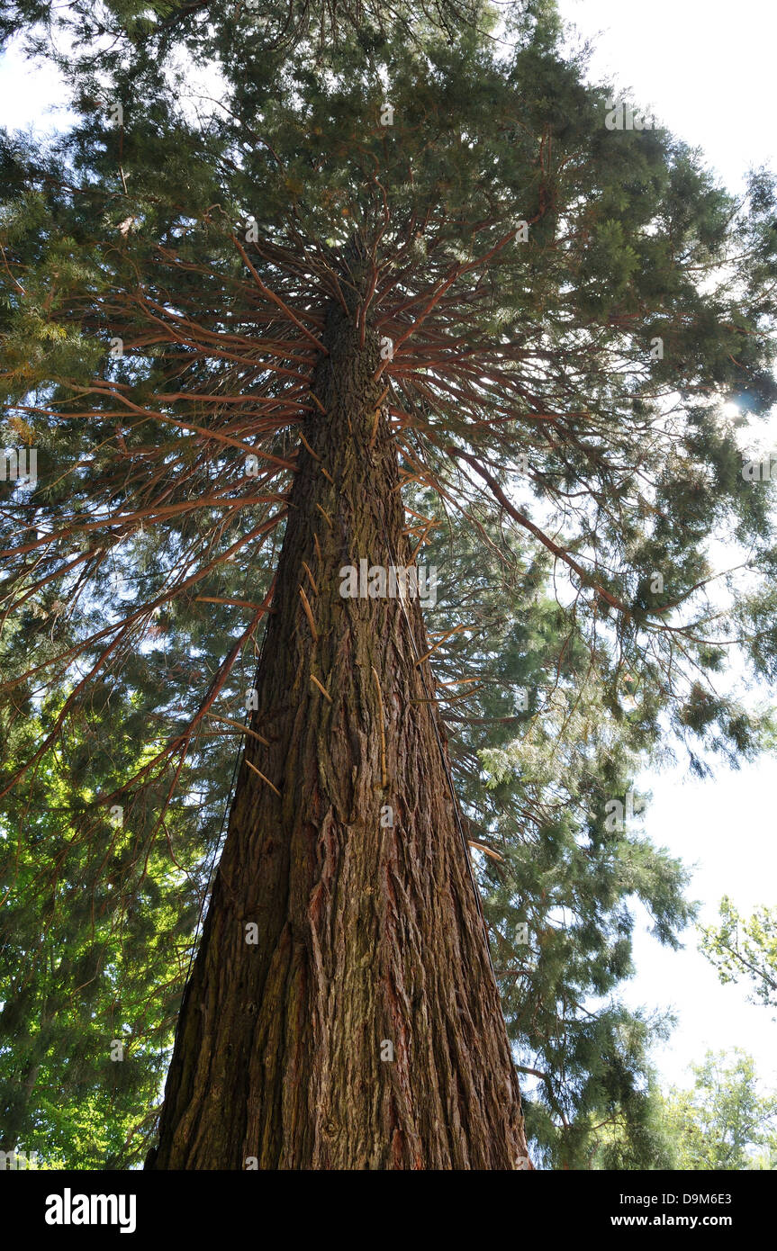 huge tree and high mountain Stock Photo - Alamy