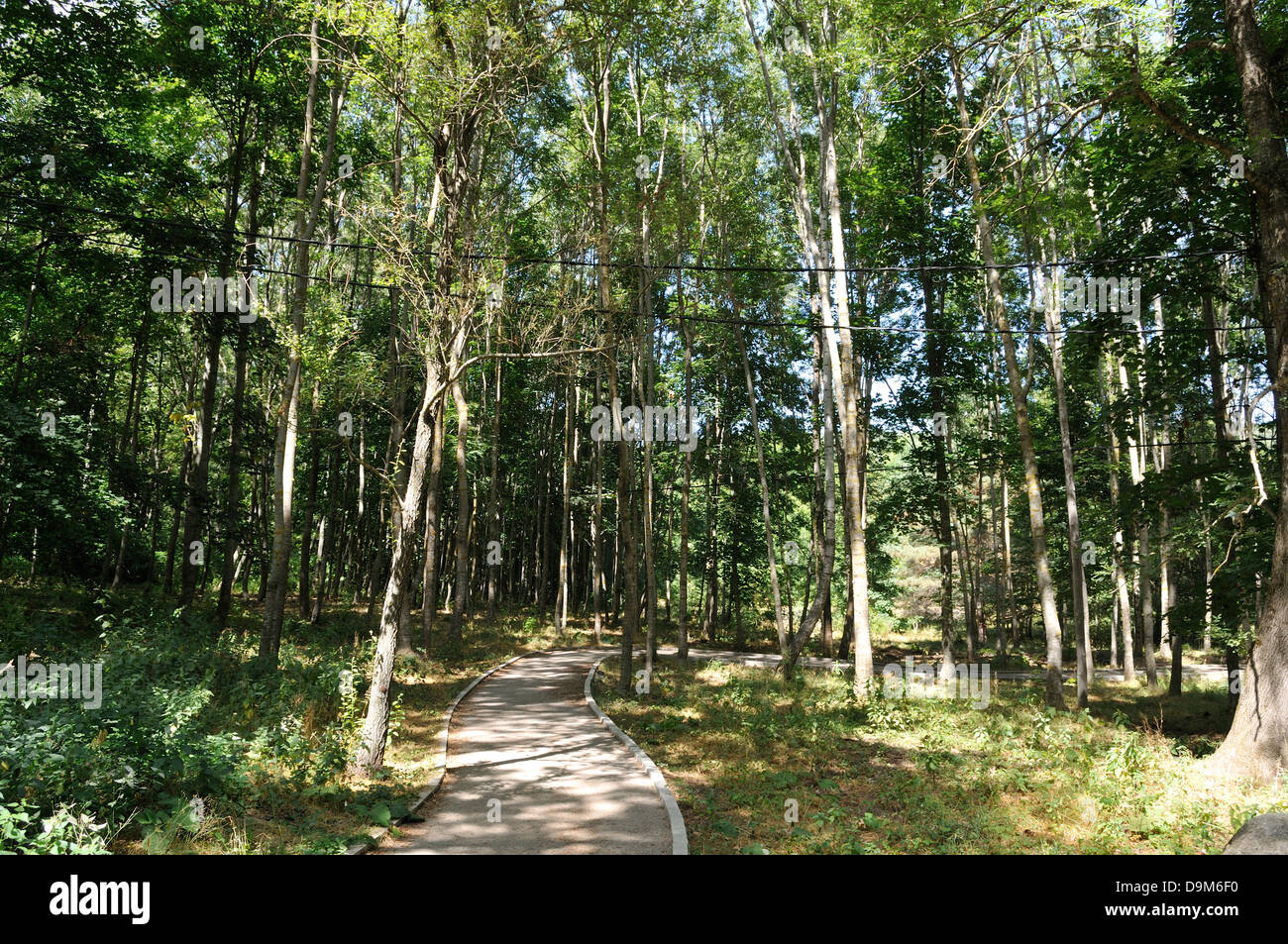 path that juts into the woods Stock Photo - Alamy