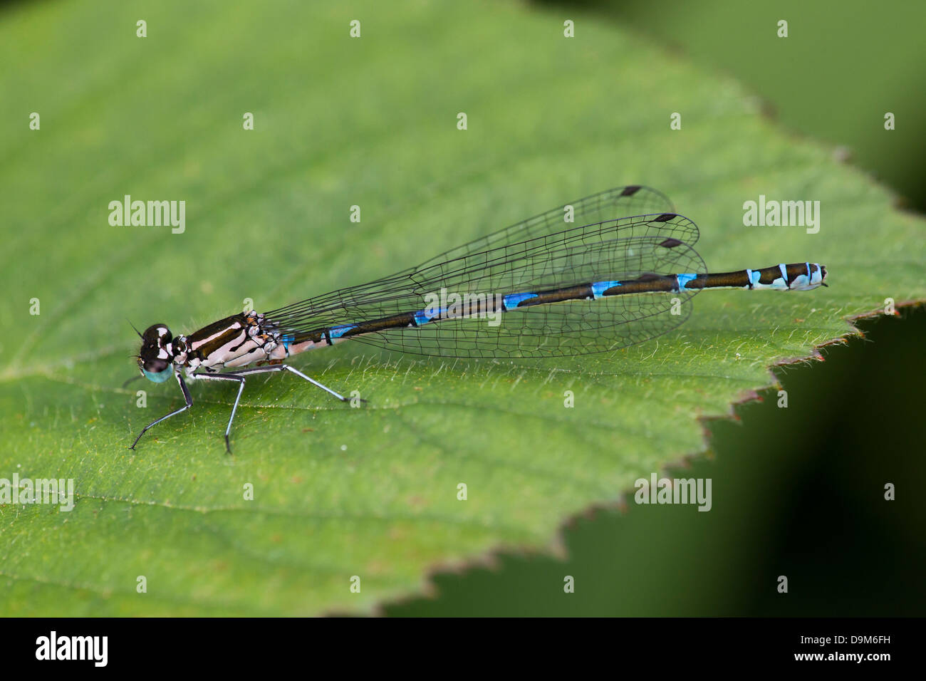 Azure damselfly Coenagrion puella, immature male, resting on Common ...