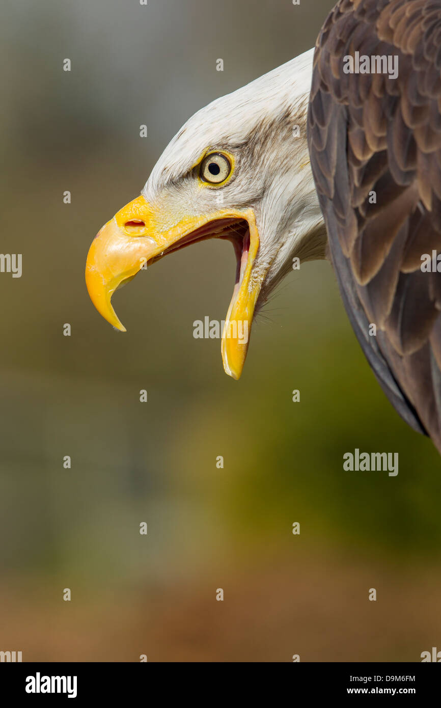 Bald Eagle Haliaeetus leucocephalus (captive), adult, head profile ...