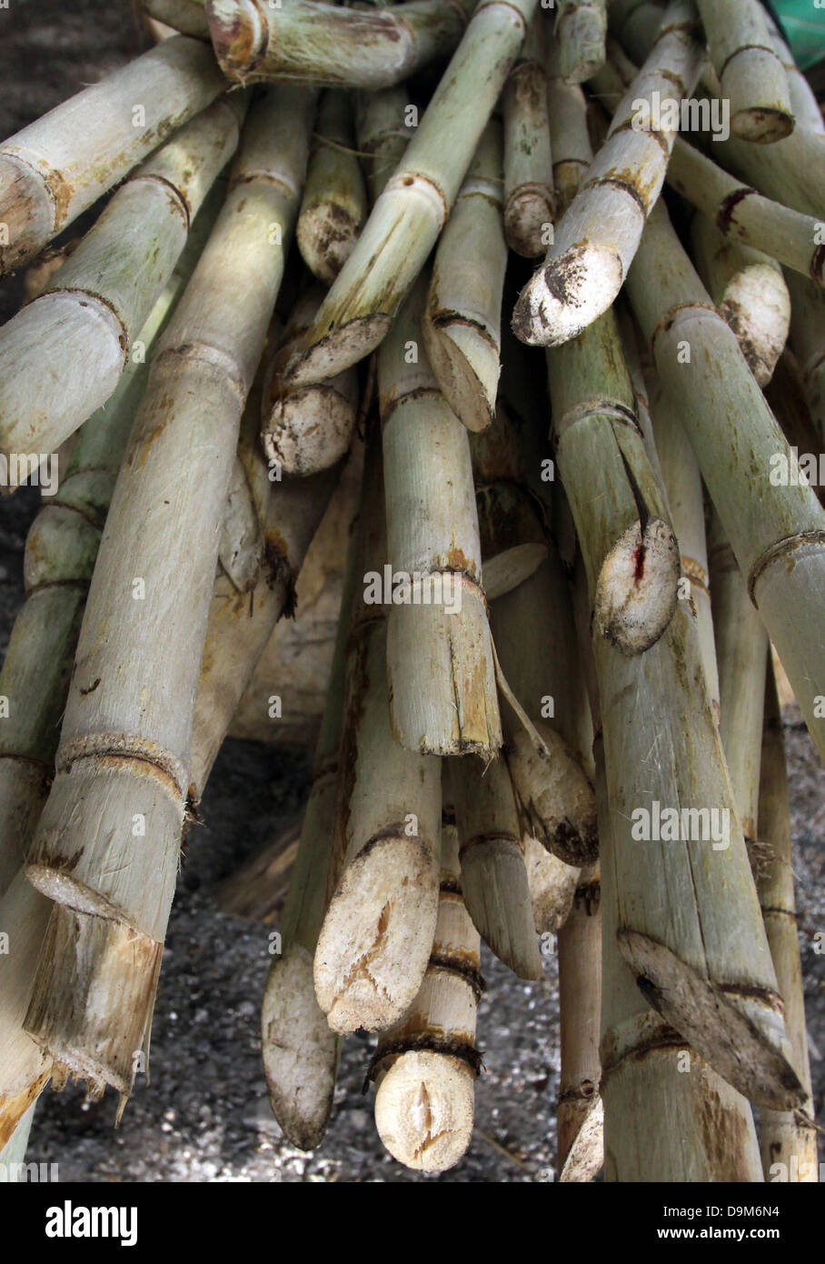Sugar canes lie prepared on a pile for further processing in San ...