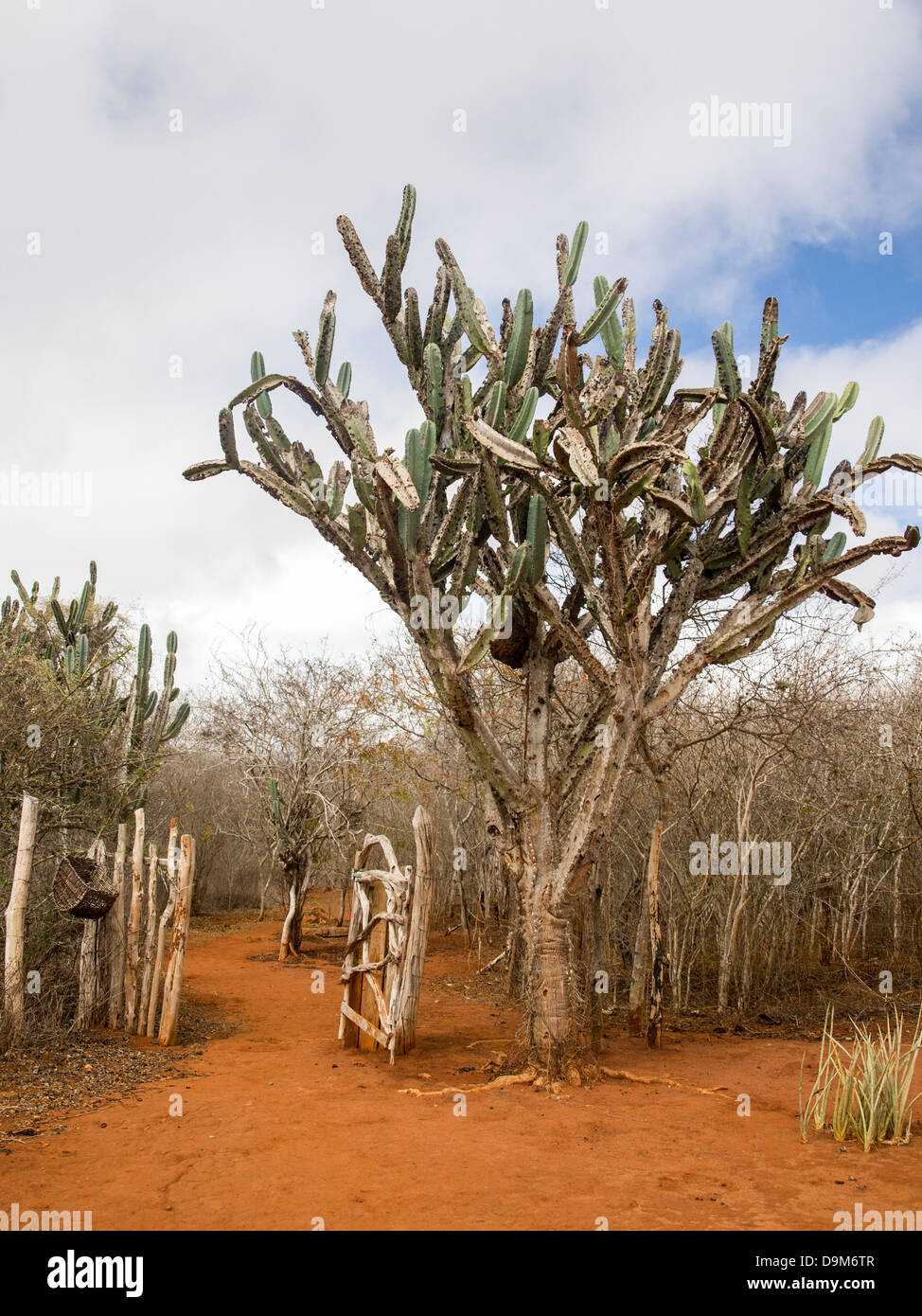 Cactus in Chapada Diamantina National Park in Brazil Stock Photo - Alamy