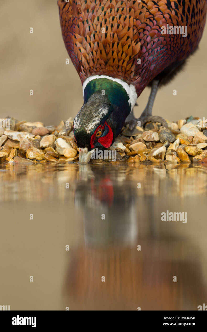 Common pheasant Phasianus colchicus, adult male, drinking from pool ...