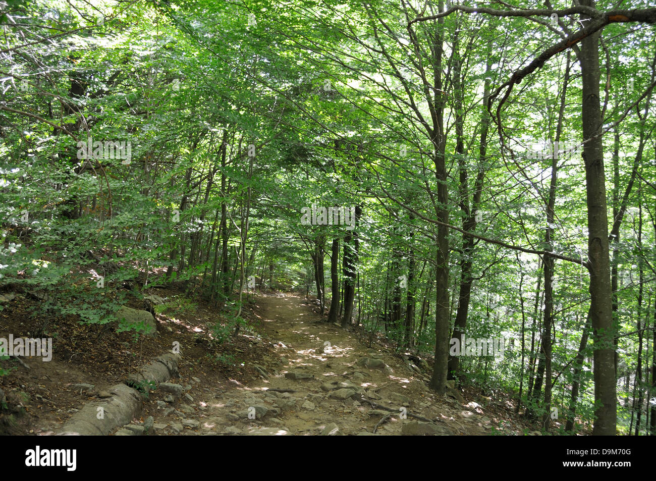 path that juts into the woods Stock Photo - Alamy