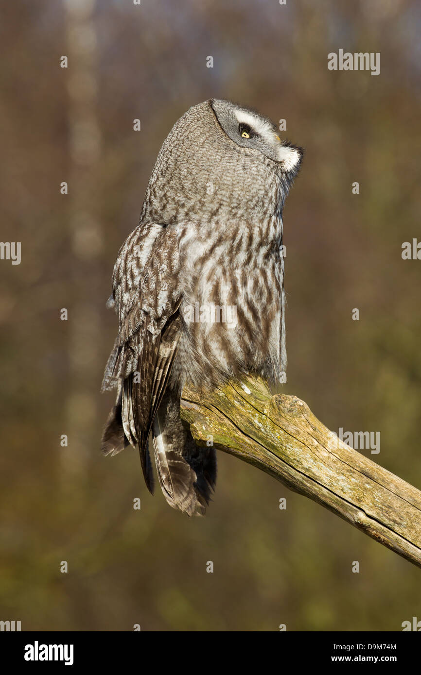 Great hawk owl hi-res stock photography and images - Alamy