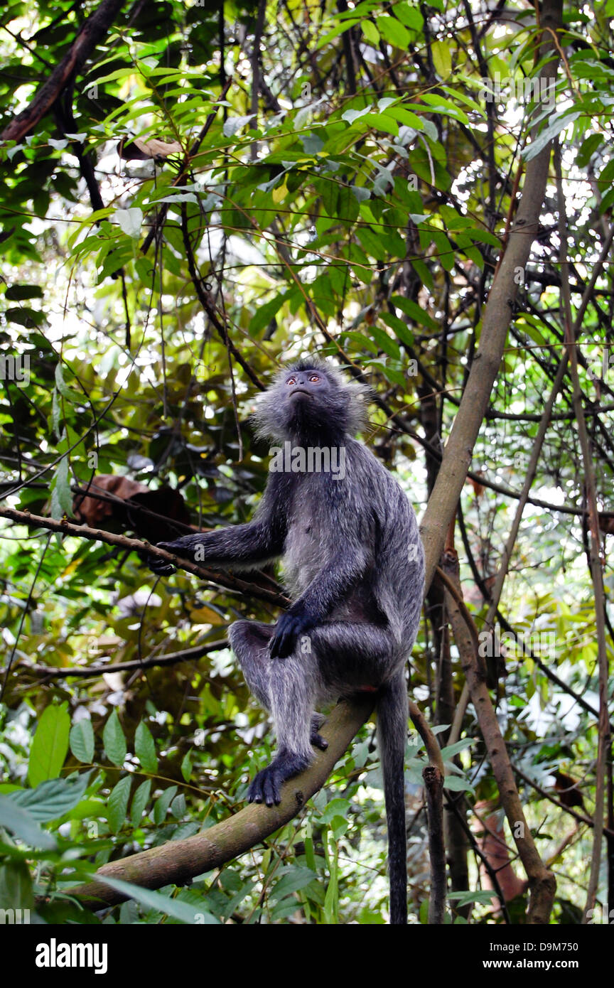 Asian monkey hi-res stock photography and images - Alamy