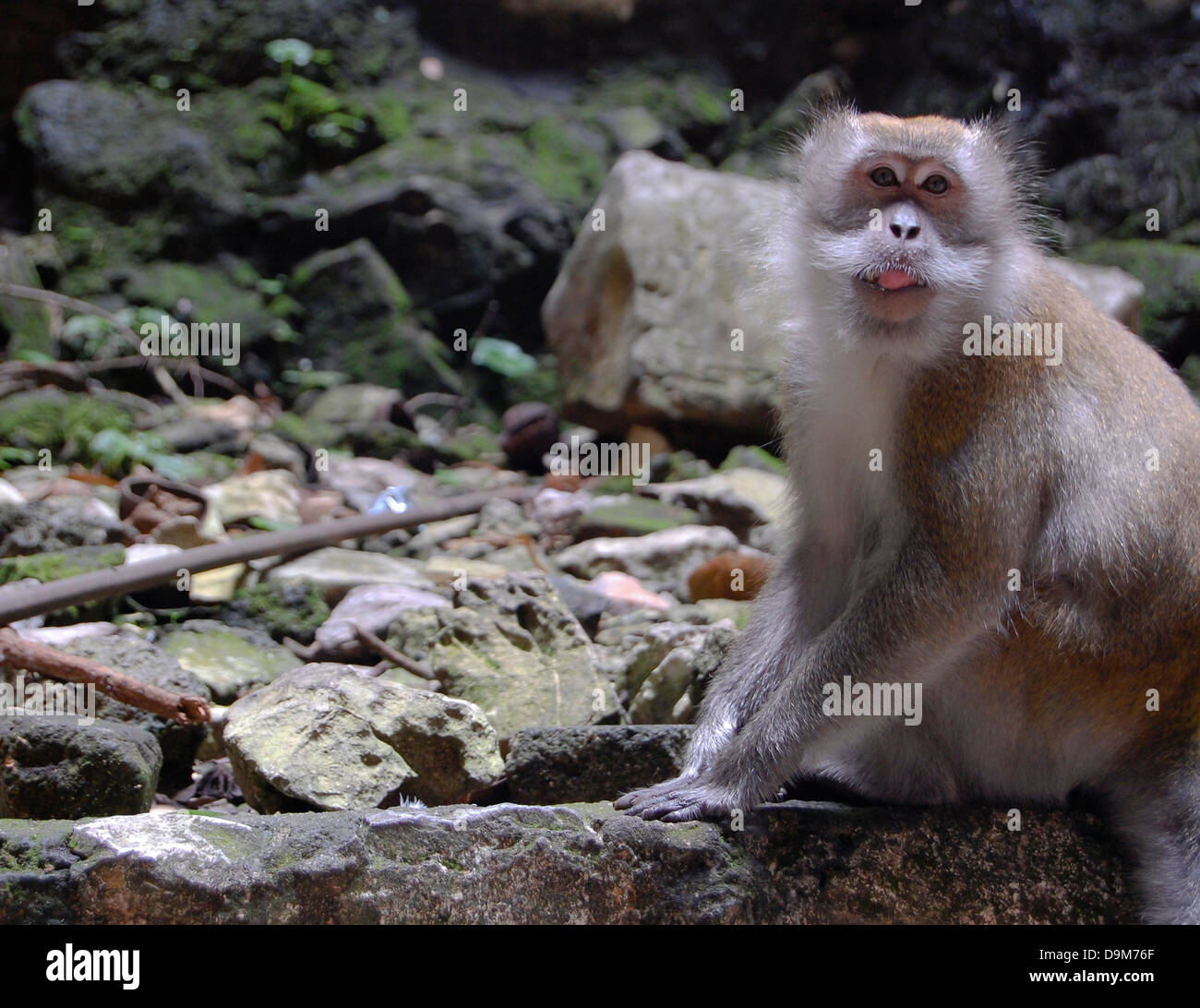 Asian monkey hi-res stock photography and images - Alamy