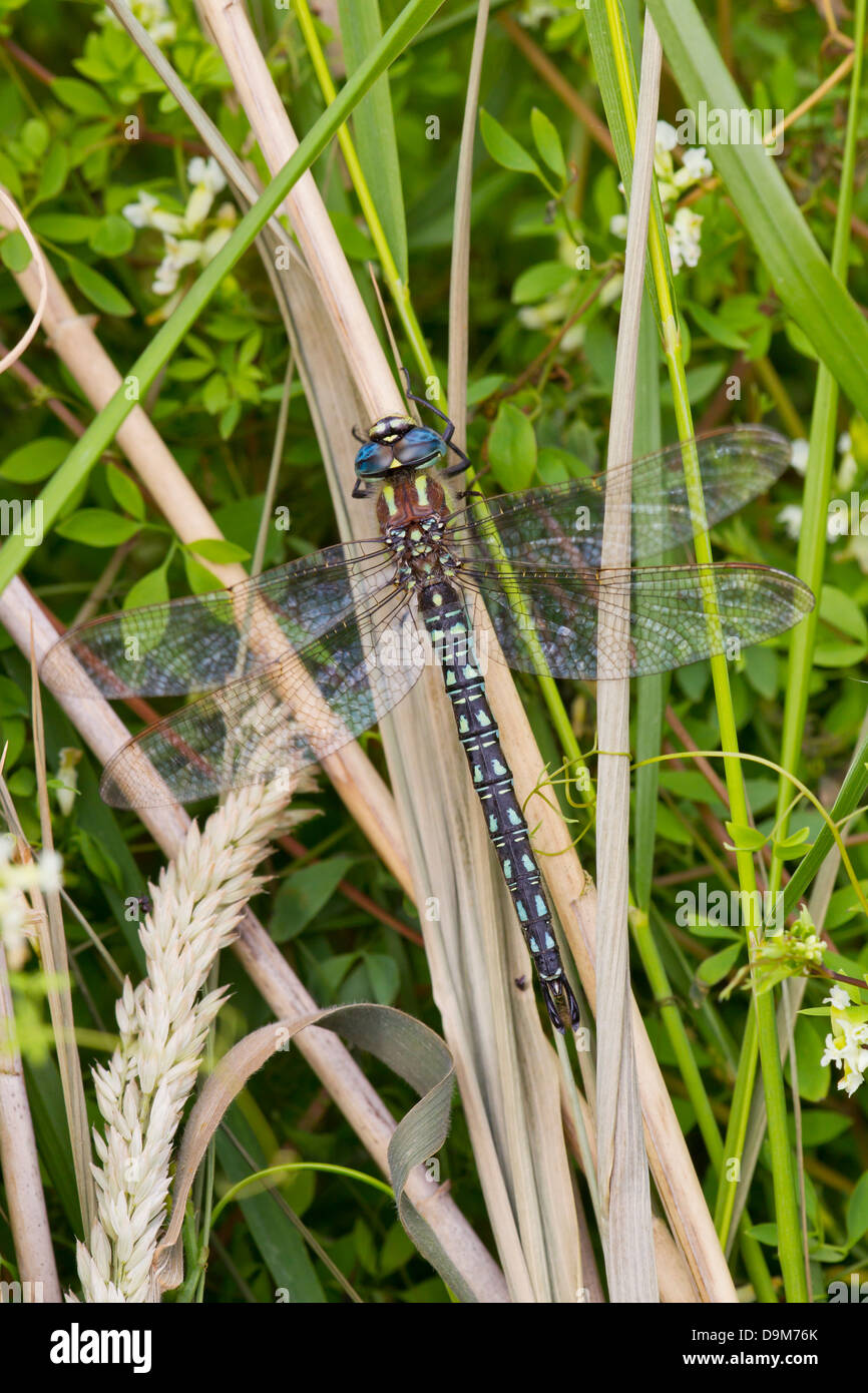 Hairy dragonfly brachytron pratense hi-res stock photography and images ...