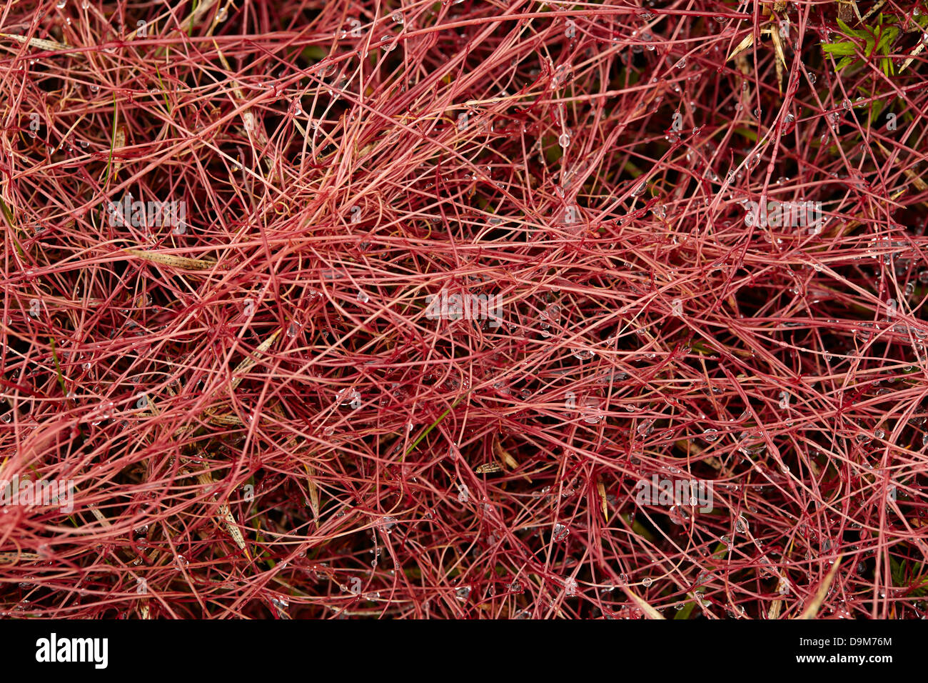Dodder High Resolution Stock Photography and Images - Alamy
