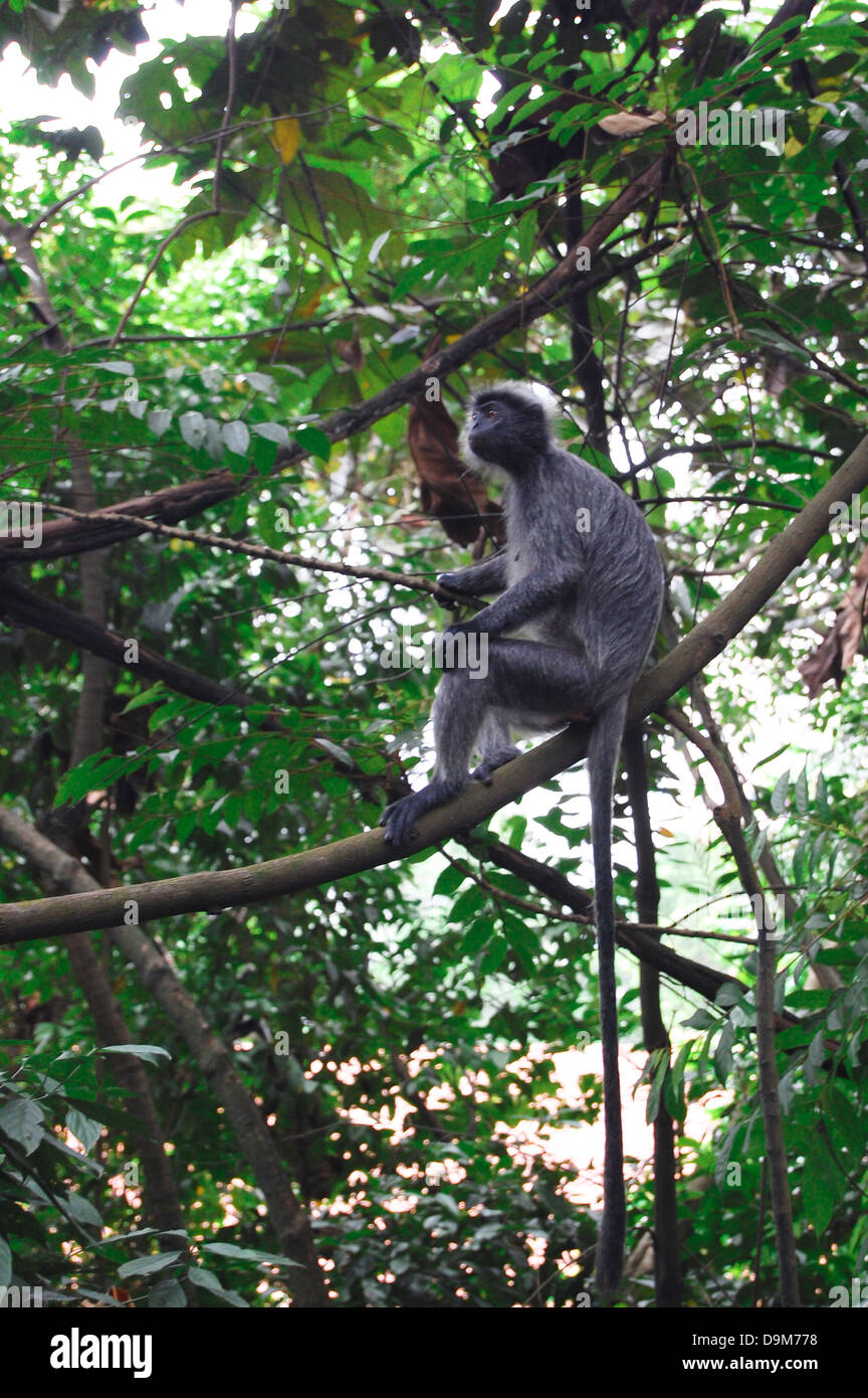 Asian monkey hi-res stock photography and images - Alamy