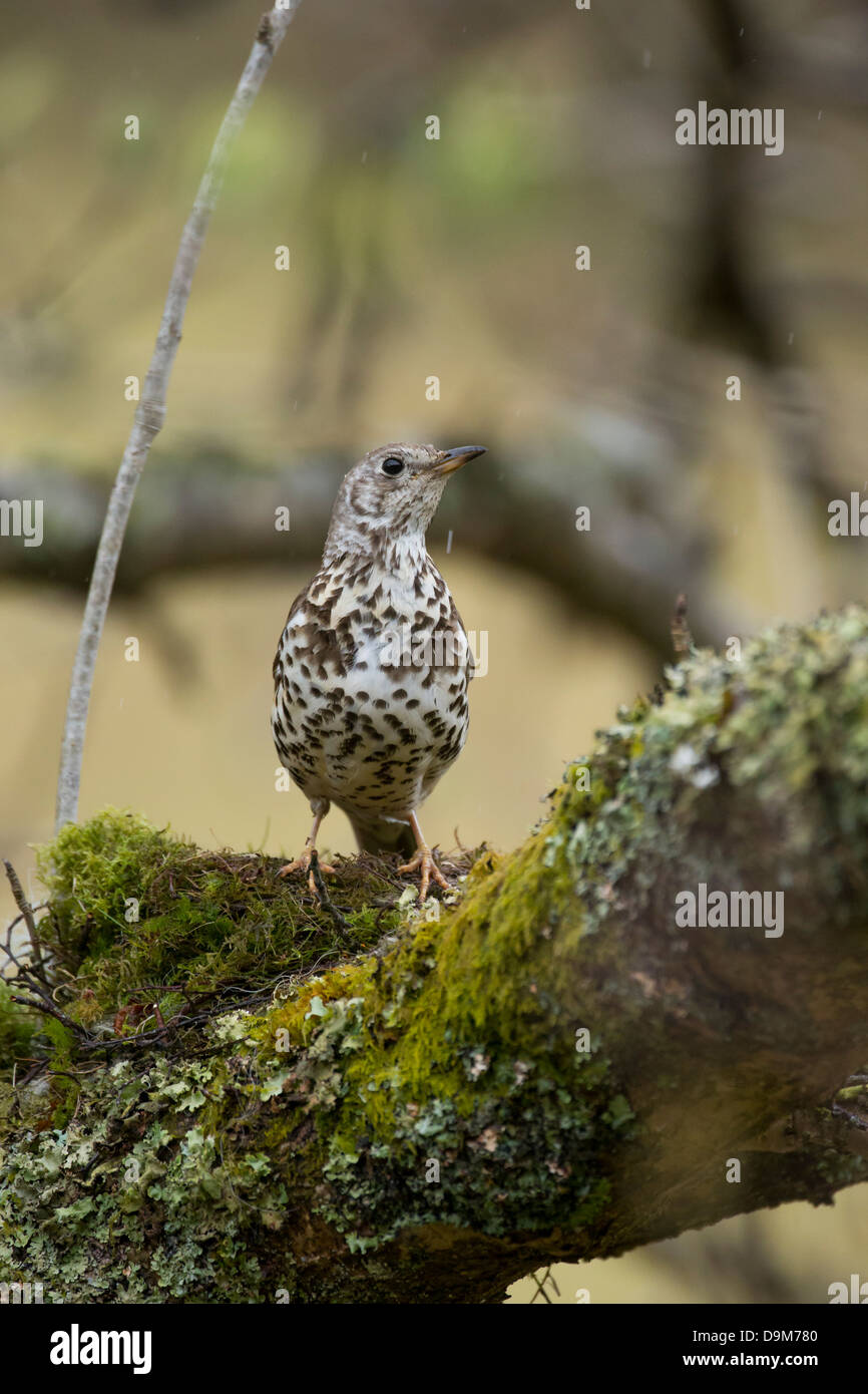 Thrush nest uk hi-res stock photography and images - Alamy