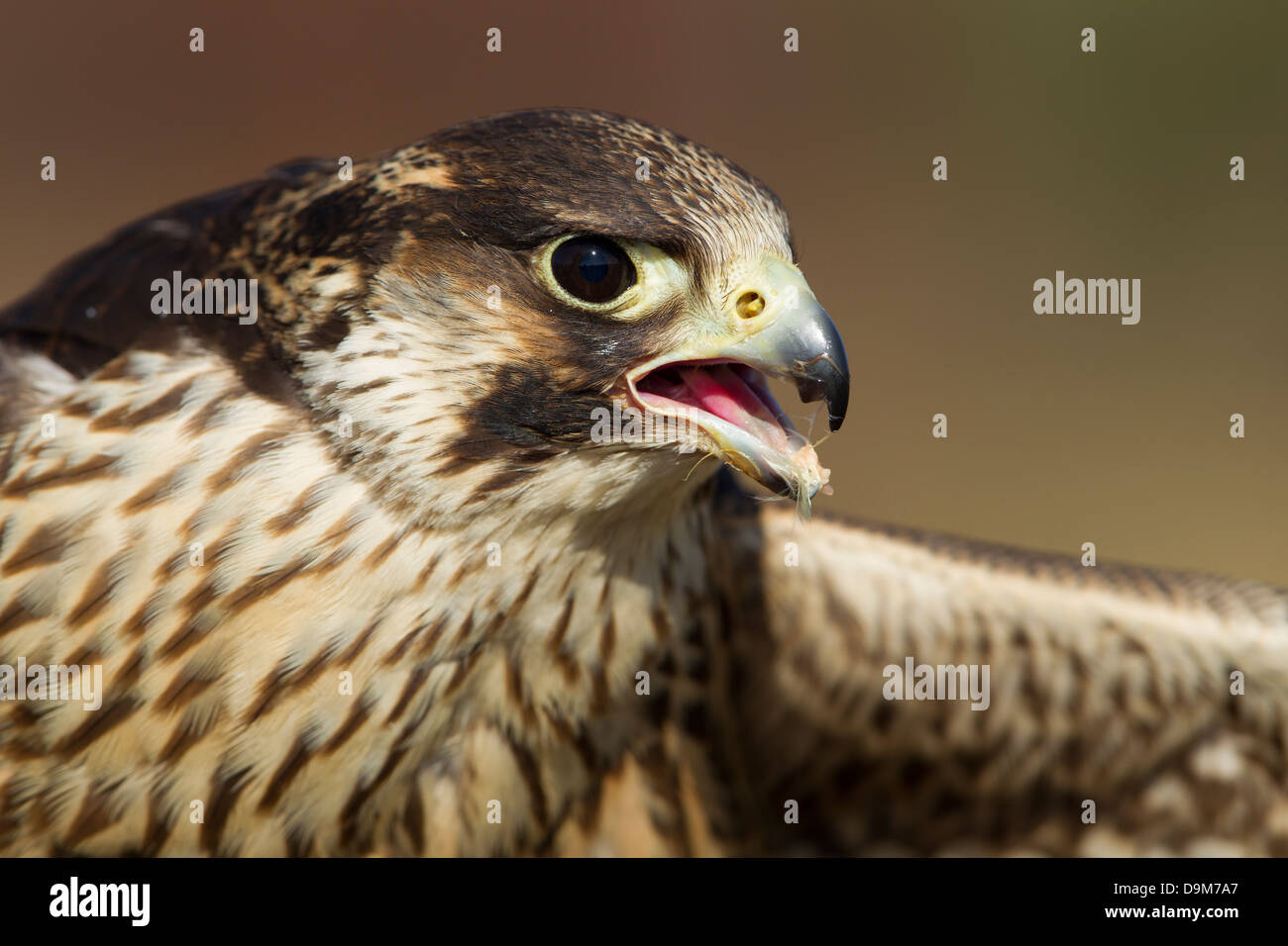 Peregrine Falcon Falco peregrinus (captive), juvenile, head profile ...