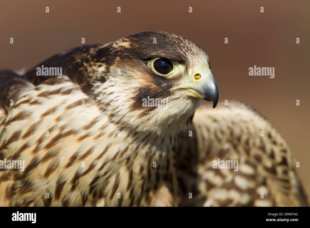Peregrine Falcon Falco peregrinus (captive), juvenile, head profile ...
