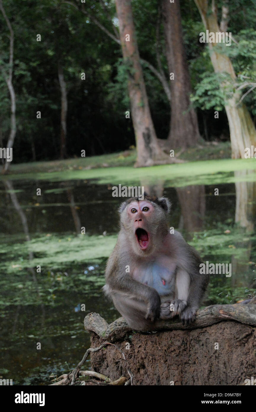 Monkey scream hi-res stock photography and images - Alamy