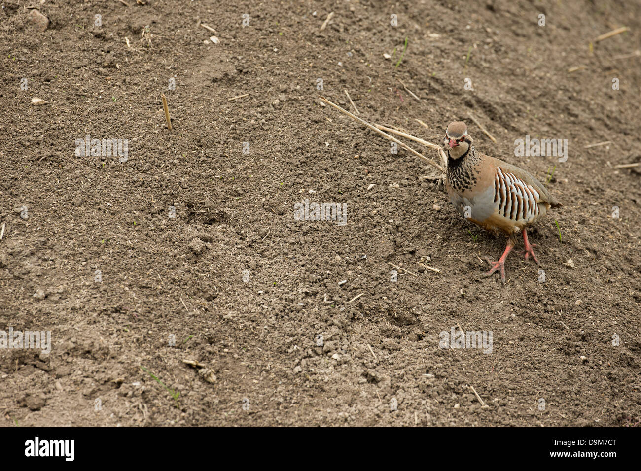Red legged partridges uk hi-res stock photography and images - Alamy