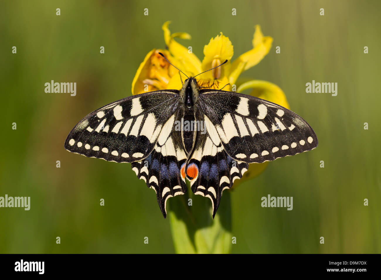 Swallowtail Papilio machaon, adult, feeding from Yellow Flag, Wheatfen ...