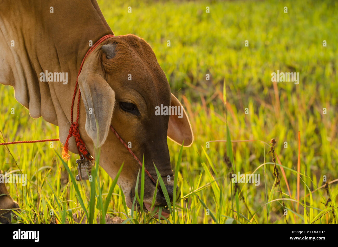 Cow and grass in the nature or in the farm Stock Photo - Alamy
