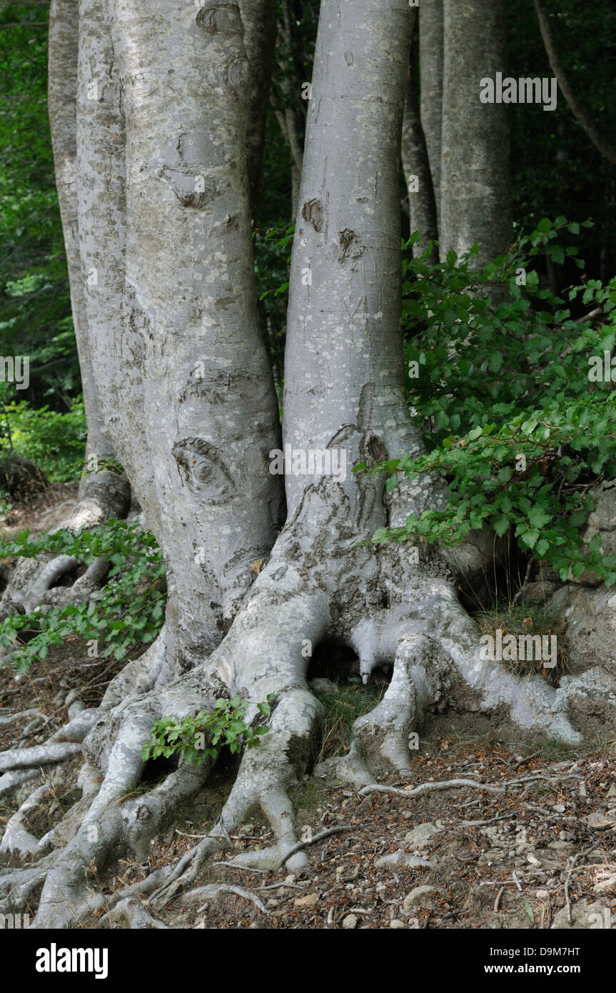 tree roots protruding from the ground Stock Photo - Alamy