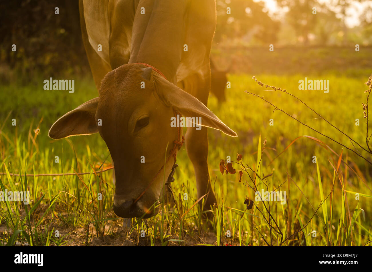 Cow and grass in the nature or in the farm Stock Photo - Alamy