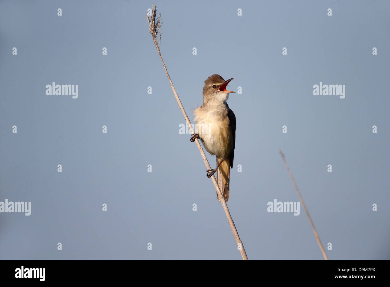 Great-reed warbler, Acrocephalus arundinaceus, single bird on reed ...