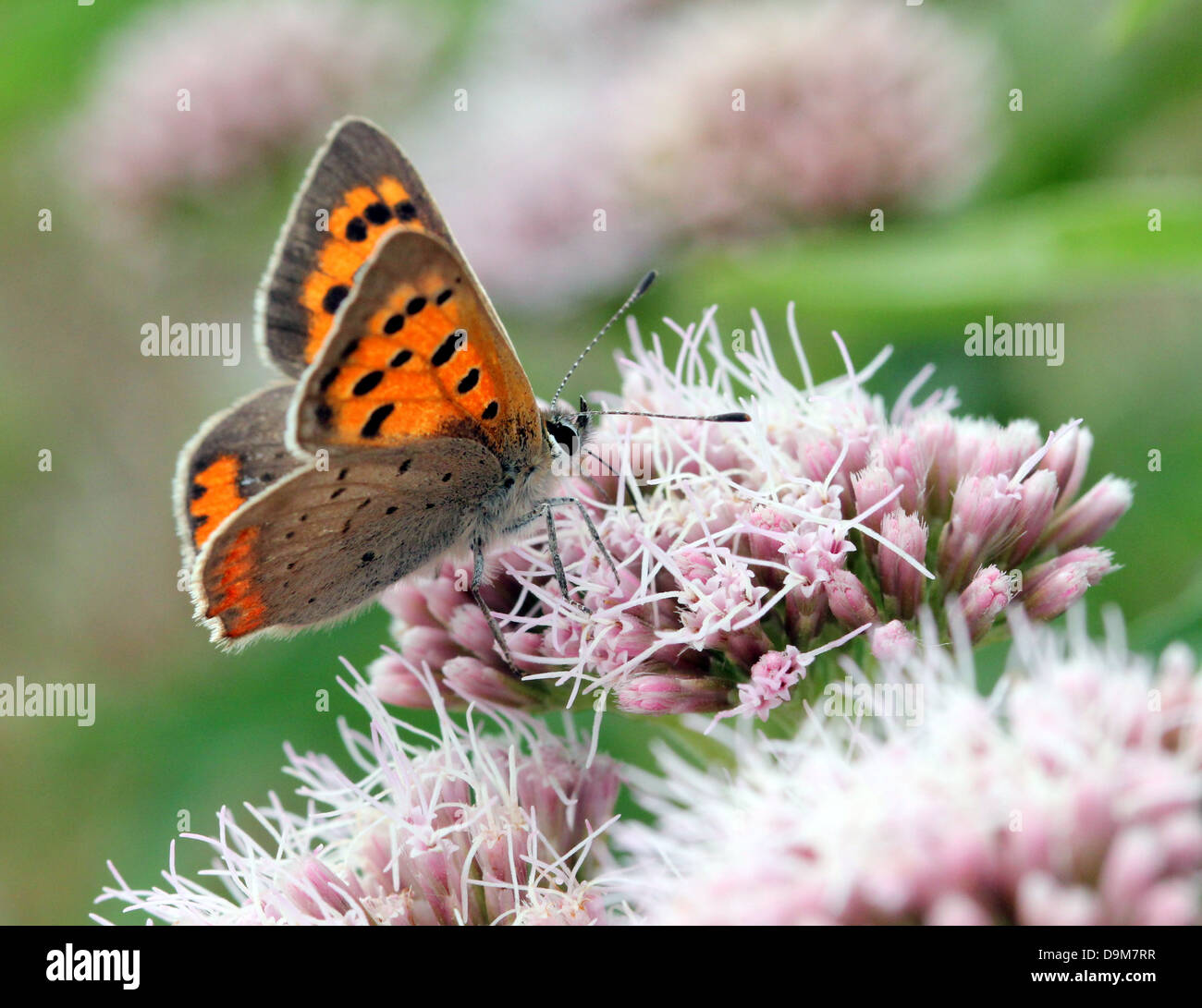 European Small or Common Copper butterfly (Lycaena phlaeas) feeding on ...