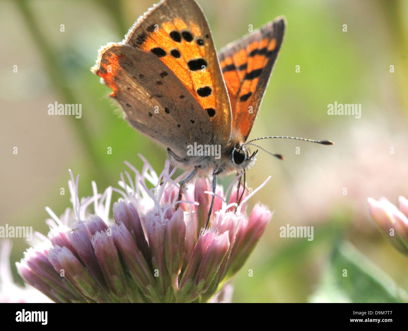 European Small or Common Copper butterfly (Lycaena phlaeas) feeding on ...