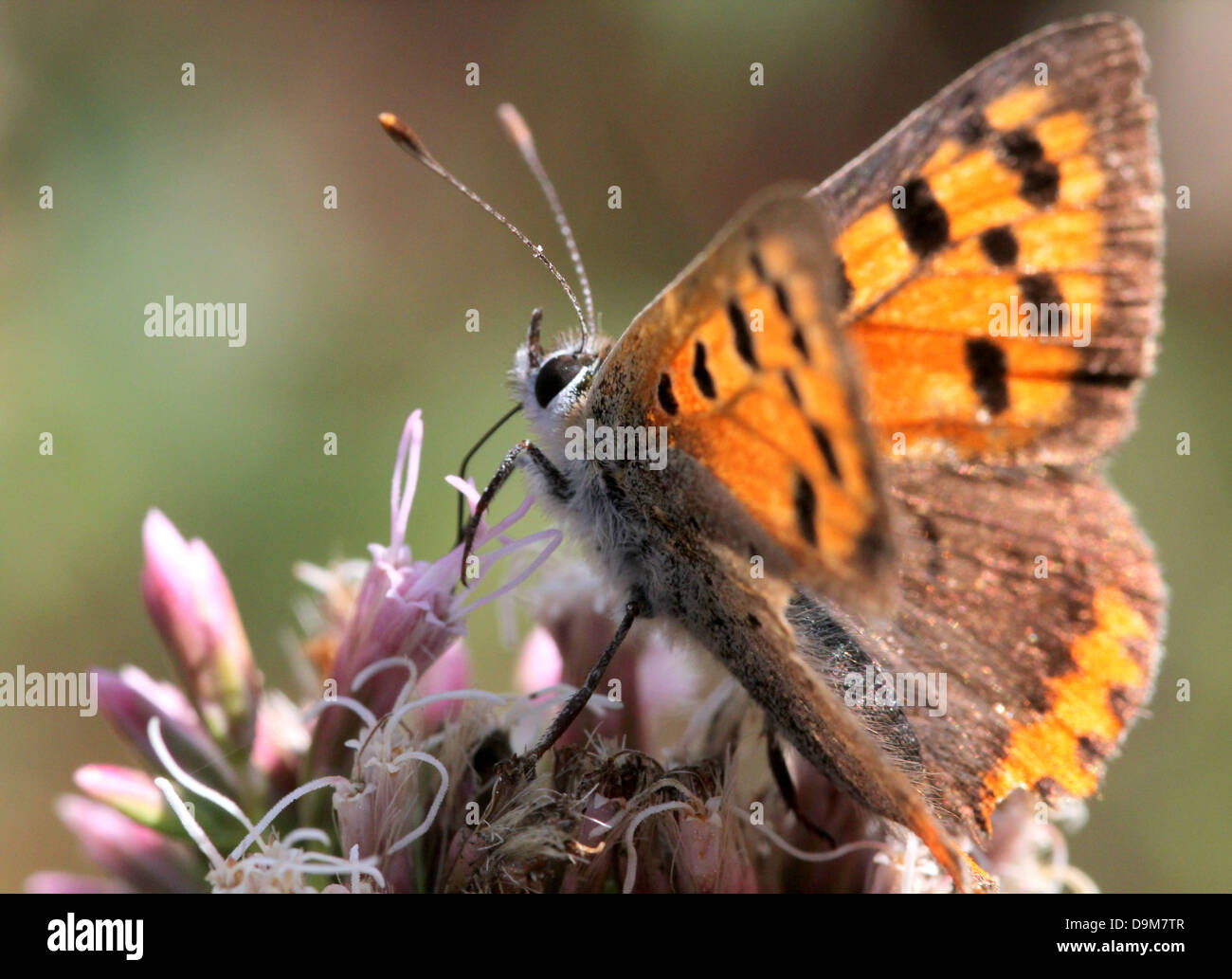 European Small or Common Copper butterfly (Lycaena phlaeas) feeding on ...