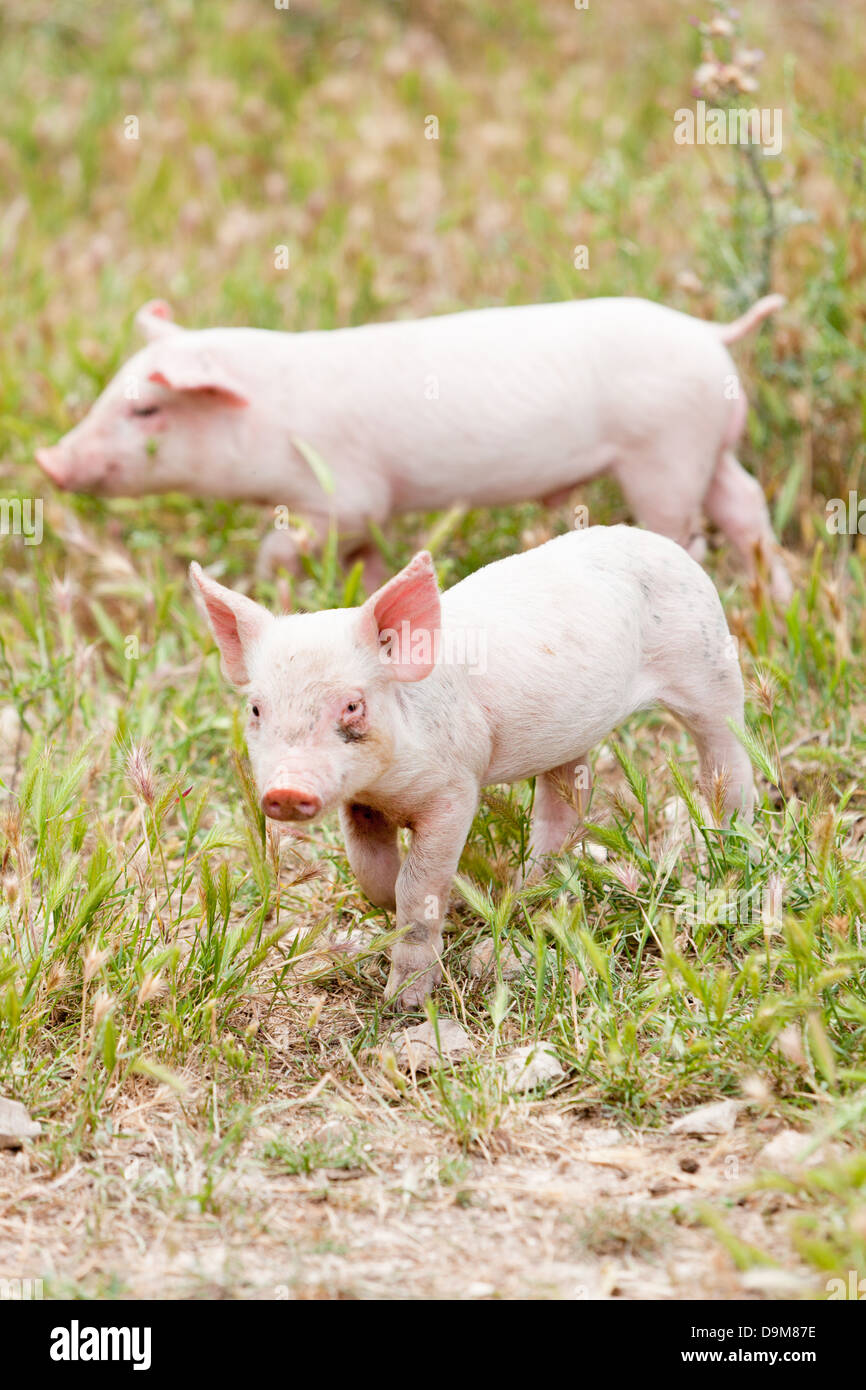 Mother pig and piggy hi-res stock photography and images - Alamy
