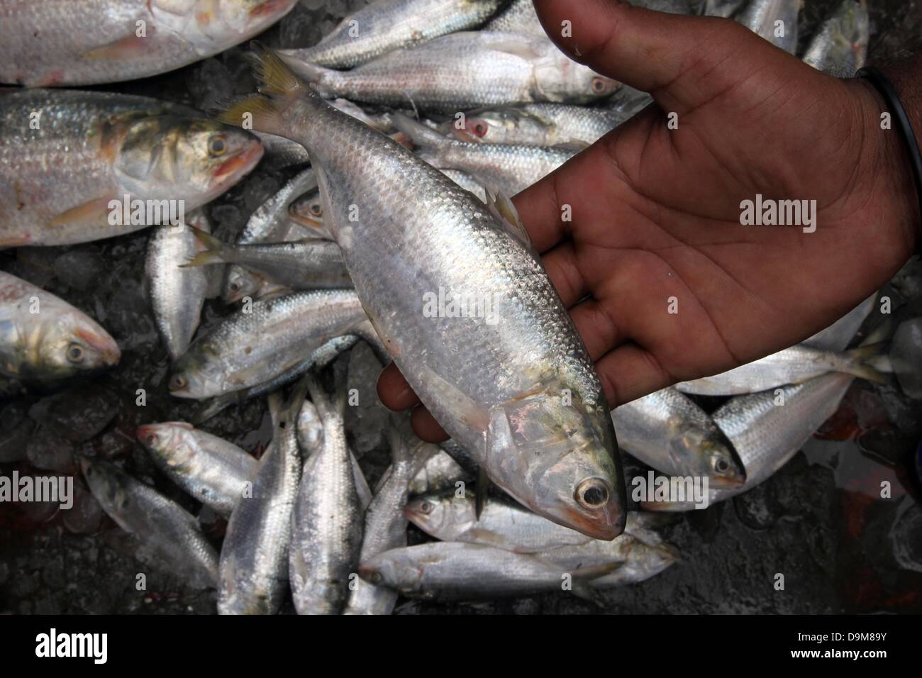 Hilsa fish catching in bangladesh hi-res stock photography and images ...
