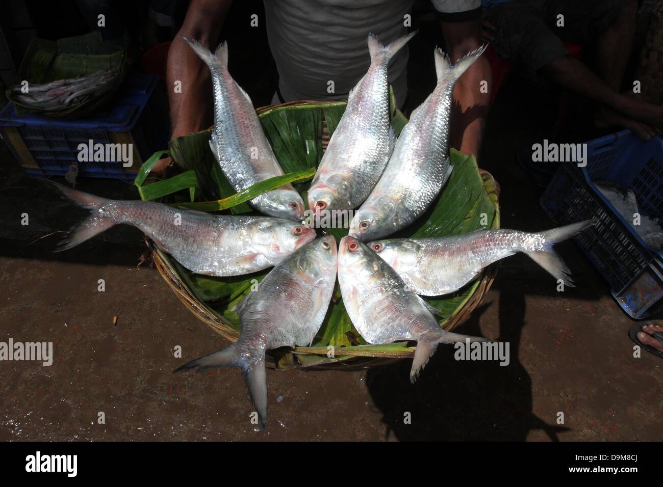 Hilsha fish at Barisal fishmarket the largest wholesale market of ...