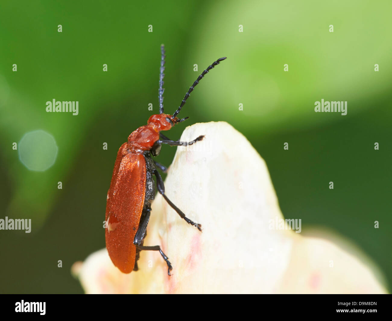 Red-Headed Cardinal Beetle Stock Photo - Alamy