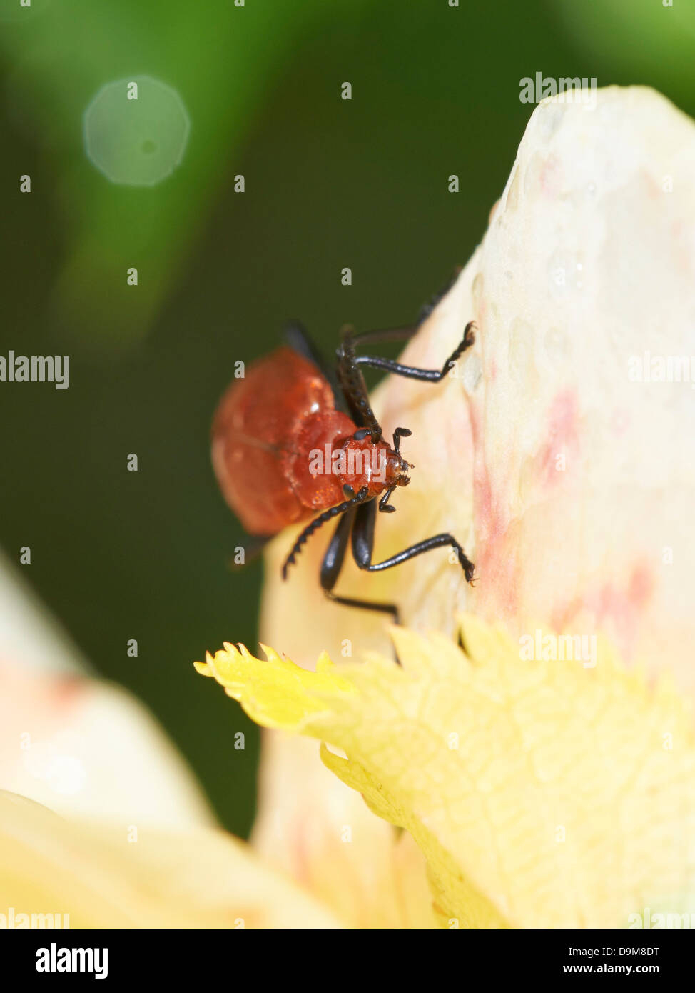 Red-Headed Cardinal Beetle Stock Photo - Alamy