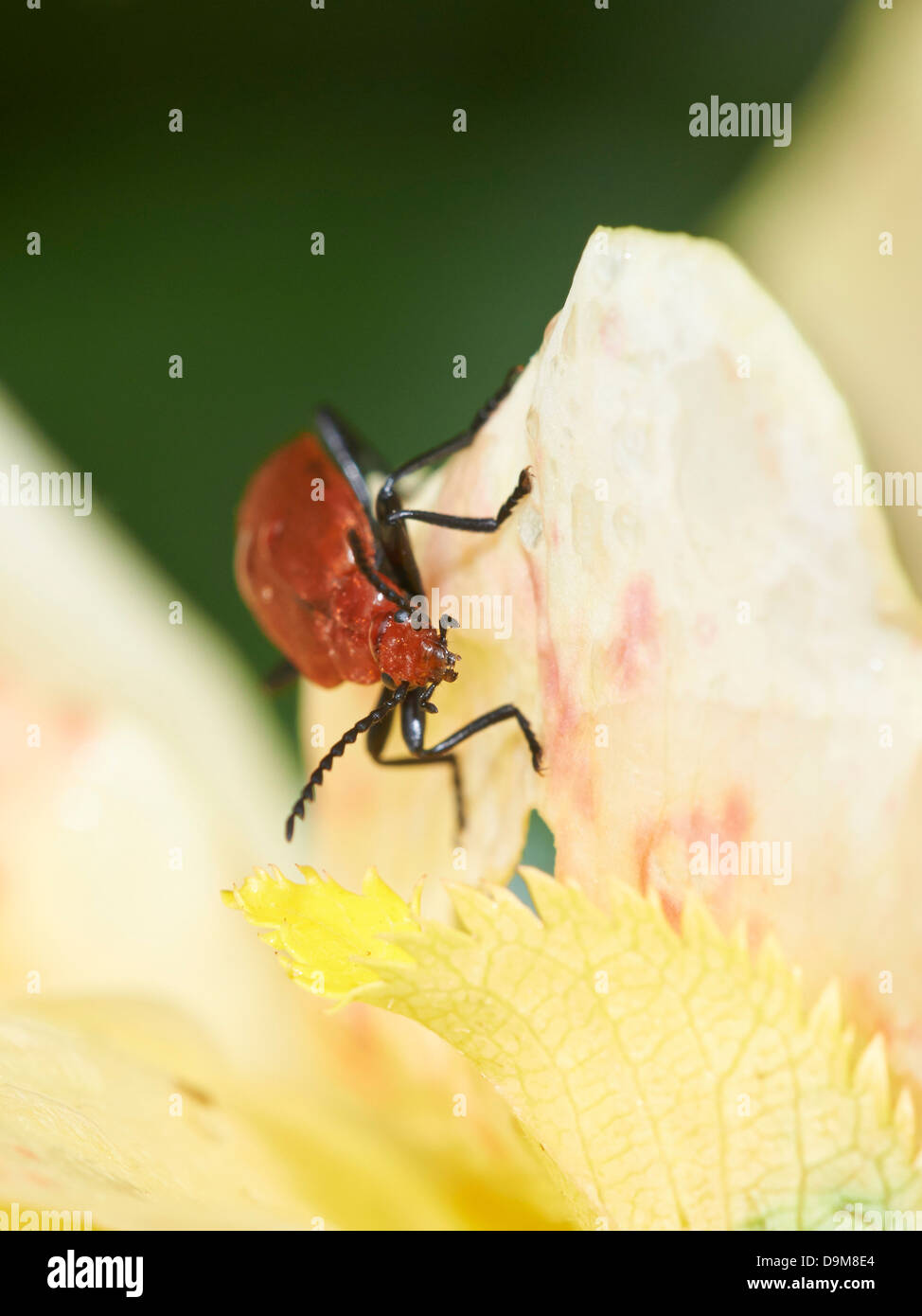 Red-Headed Cardinal Beetle Stock Photo - Alamy