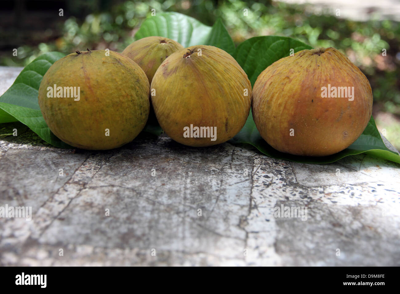 Santol fruit hi-res stock photography and images - Alamy